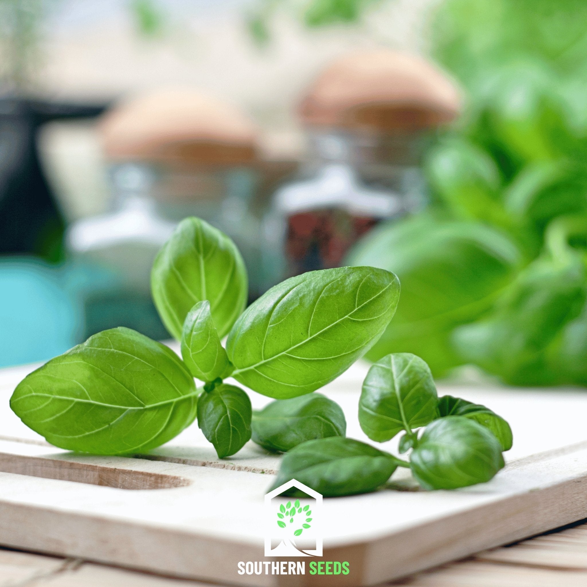 Sweet Basil – 250 Seeds – lifeintheplantlane