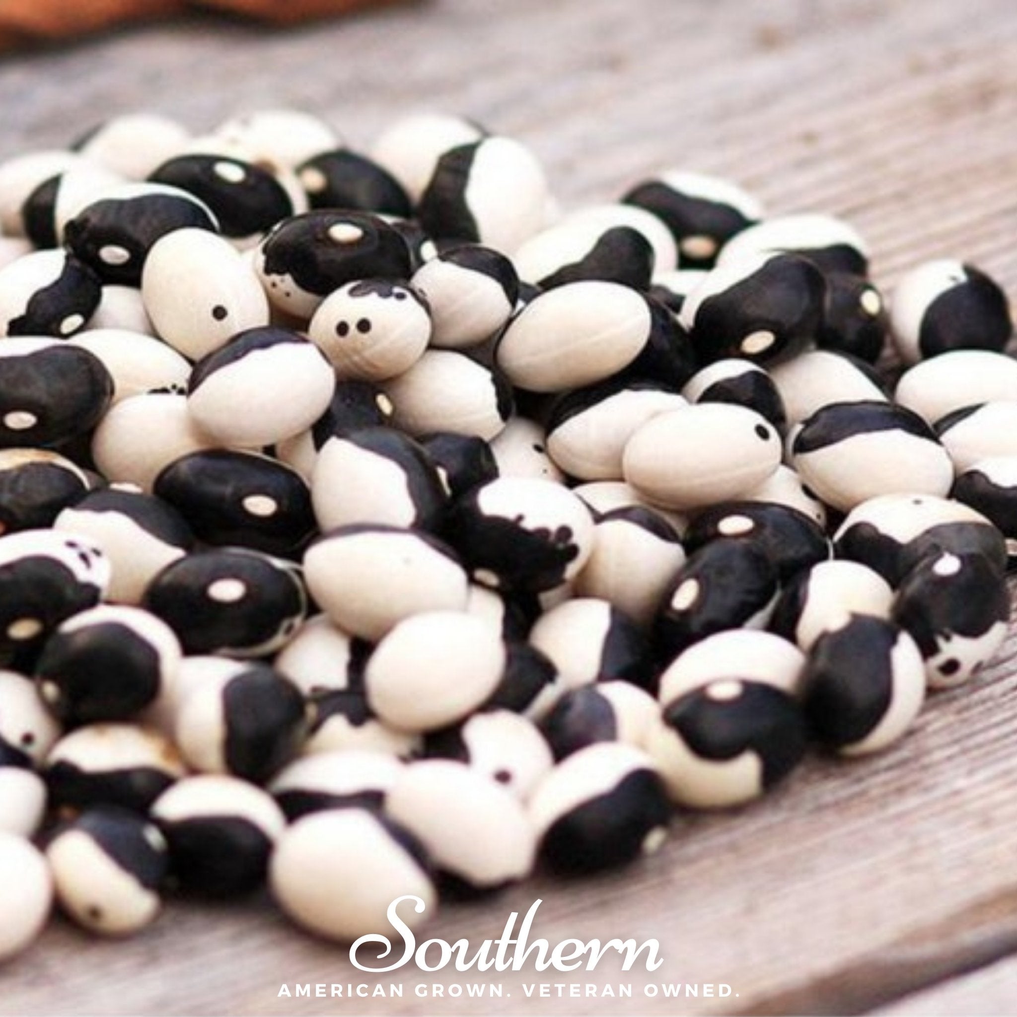 Calypso Orca Bean (Bush) – 25 Seeds – lifeintheplantlane