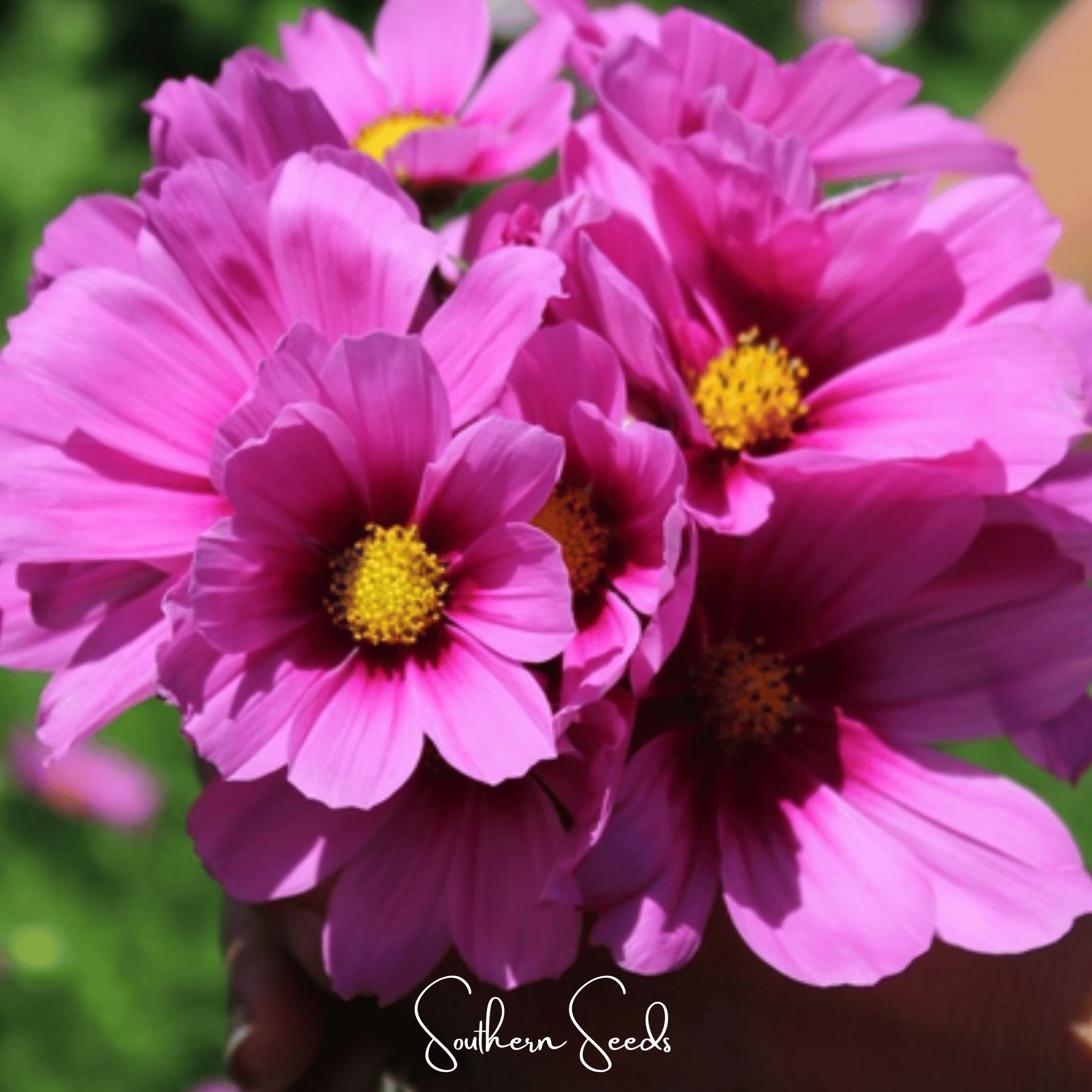 Radiance Cosmos – 100 Seeds – lifeintheplantlane