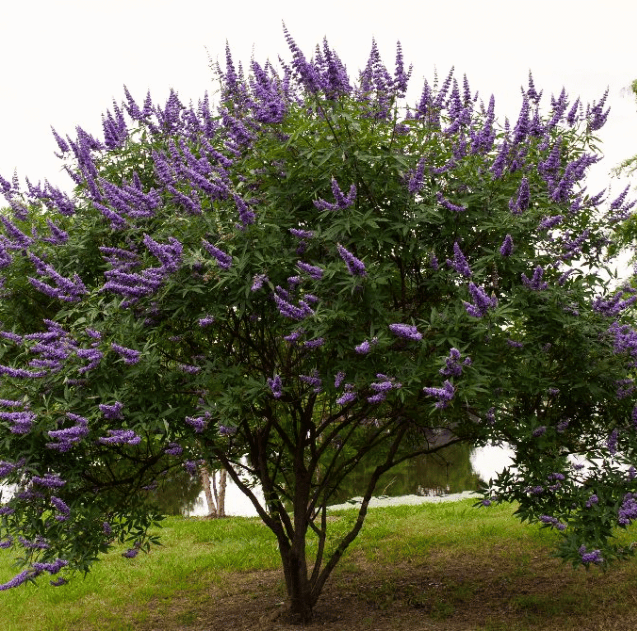 Vitex (Chaste Tree – Texas Lilac) – 20 Seeds – lifeintheplantlane
